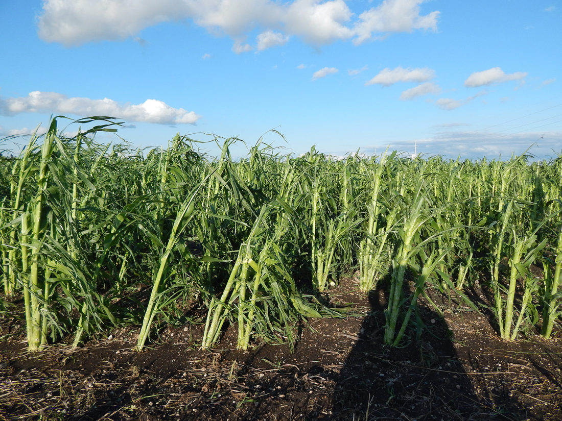 Hailstorm hits corn near Comfrey | News, Sports, Jobs - The Journal